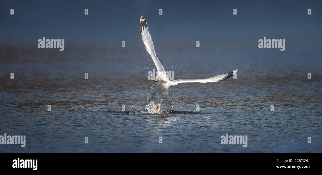 Wildlife background of Larus cachinnans seagull hunting on a pond ...
