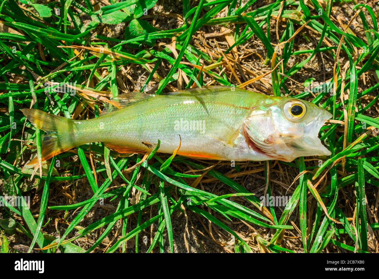 caught perch lying on grass with open mouth closeup concept of fishing ...