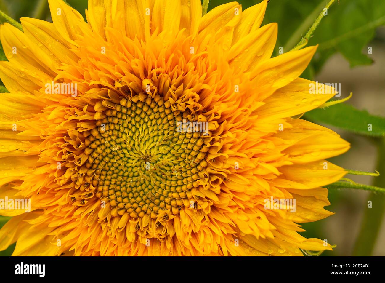 Sunflower wallpaper hi-res stock photography and images - Alamy