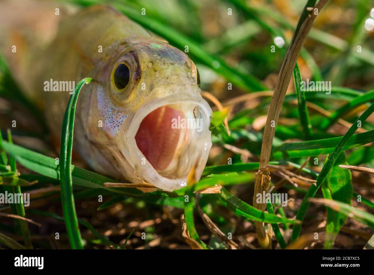 perch with open mouth lies in the green grass concept of catch and ...