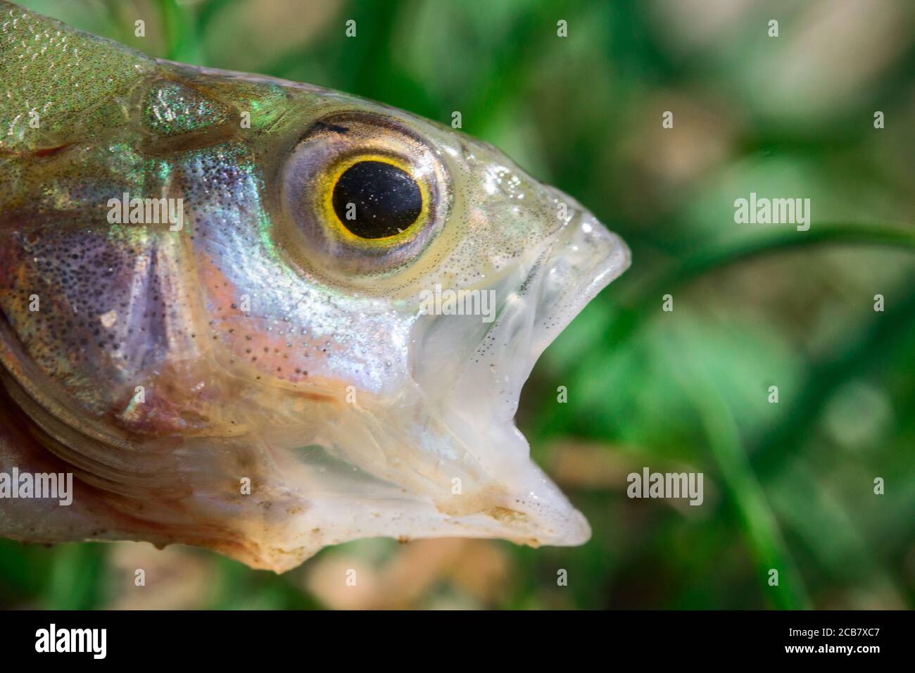 head of a perch close-up on a blurred background of green grass Stock ...