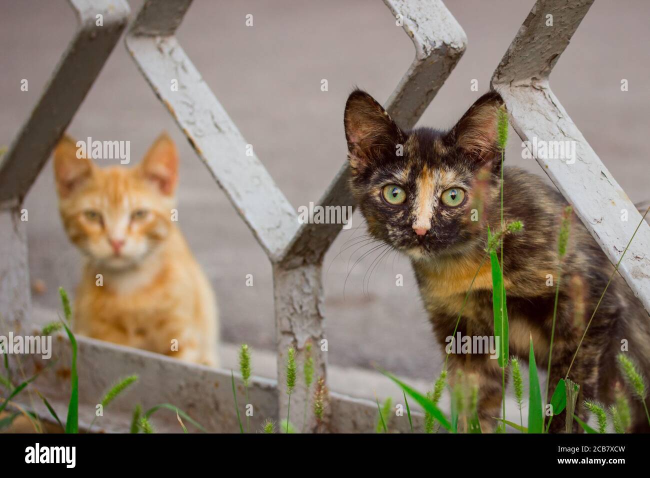 multi colored kitten with large green eyes on a blurred background red ...