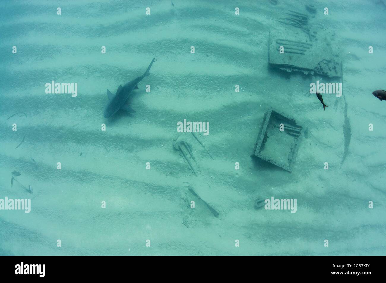 Bull Shark (Carcharhinus leucas). reefs of the Sea of Cortez, Pacific ...
