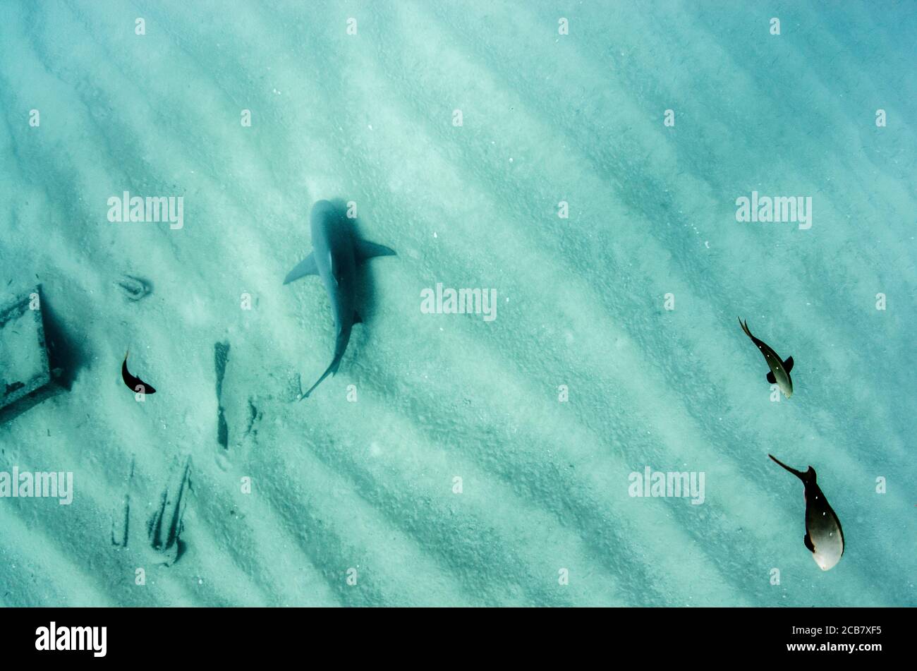 Bull Shark (Carcharhinus leucas). reefs of the Sea of Cortez, Pacific ...
