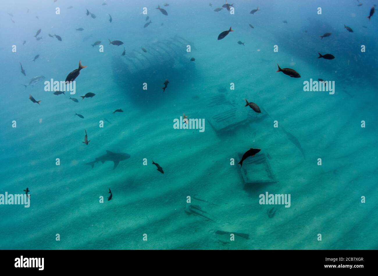 Bull Shark (Carcharhinus leucas). reefs of the Sea of Cortez, Pacific ...