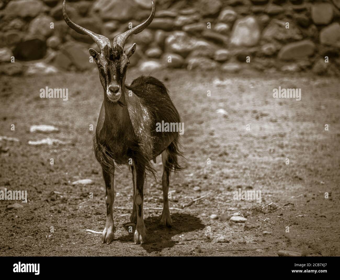 Greek wild goat. Goat staring at the camera. The domestic goat (Capra ...