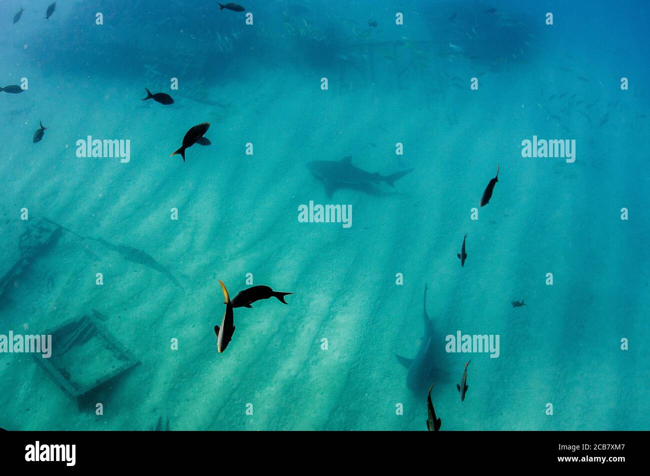 Bull Shark (Carcharhinus leucas). reefs of the Sea of Cortez, Pacific ...