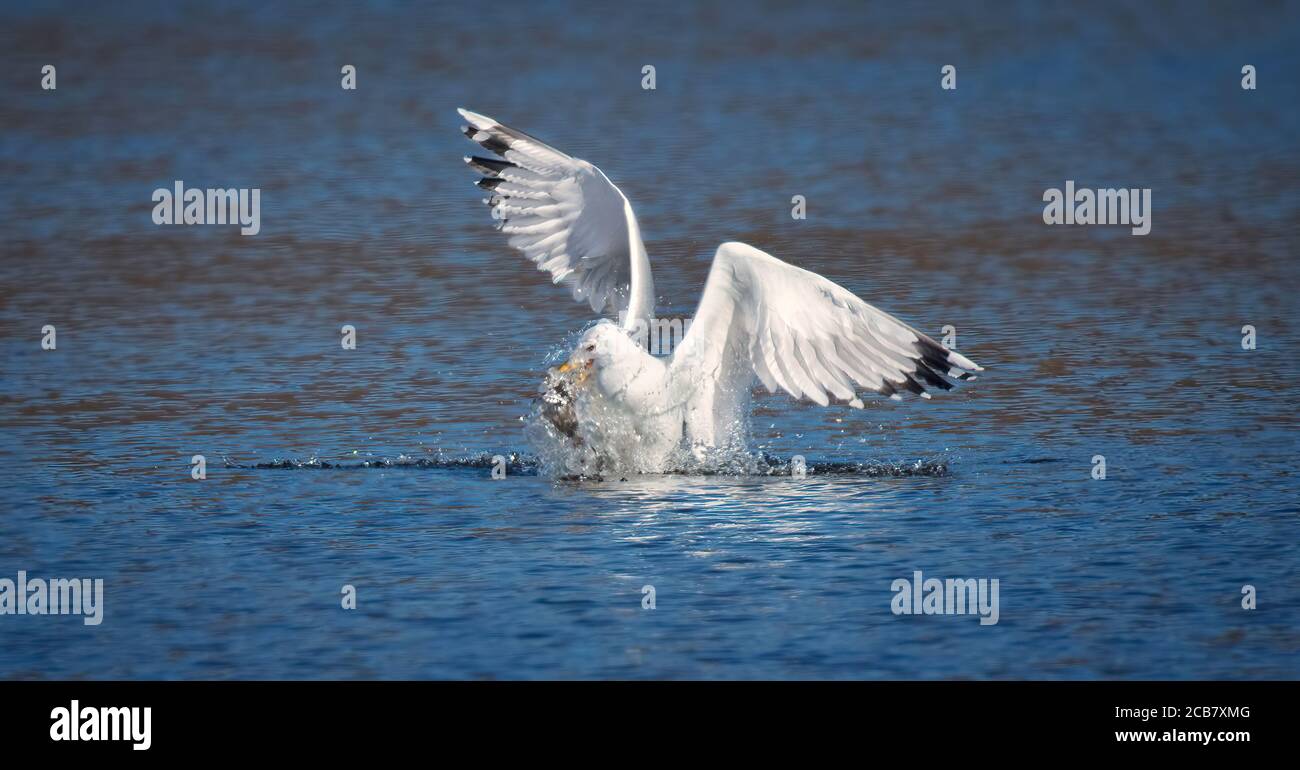 Wildlife background of Larus cachinnans seagull hunting on a pond ...