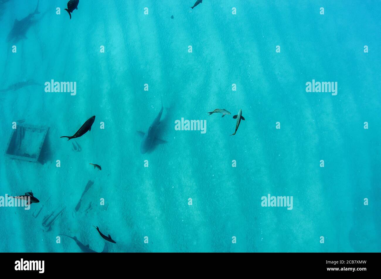 Bull Shark (Carcharhinus leucas). reefs of the Sea of Cortez, Pacific ...