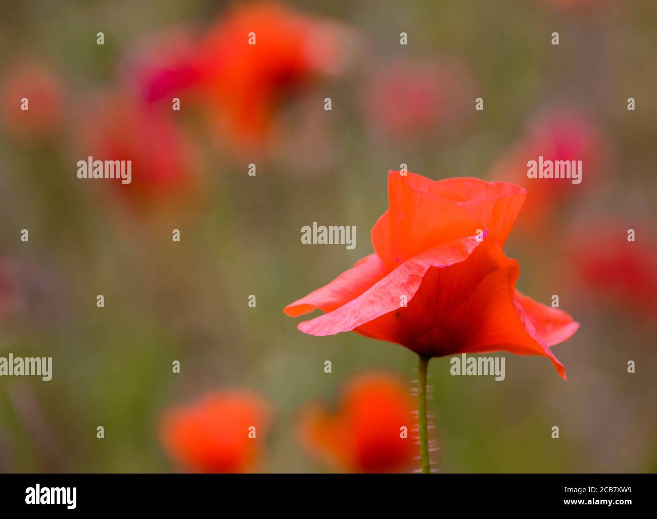Poppy, Papaver, Side view of red coloured flower with delicate petals ...