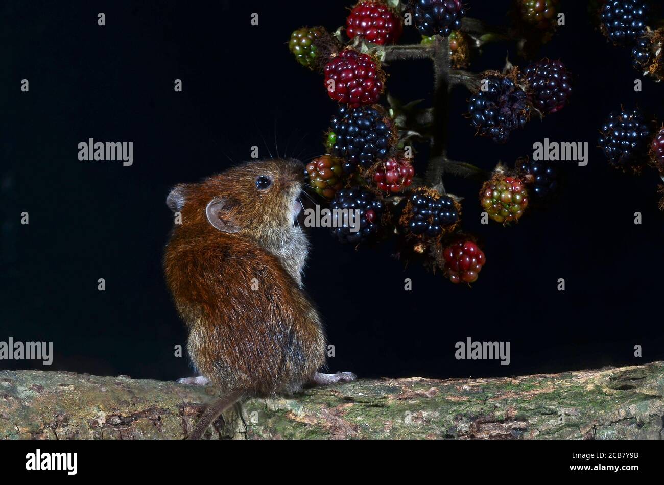 Voles clethrionomys glareplus hi-res stock photography and images - Alamy