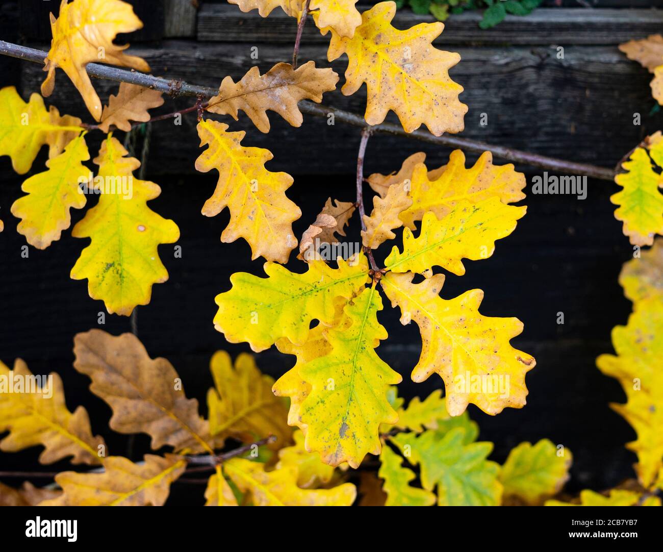 Fading autumn leaves example Stock Photo - Alamy