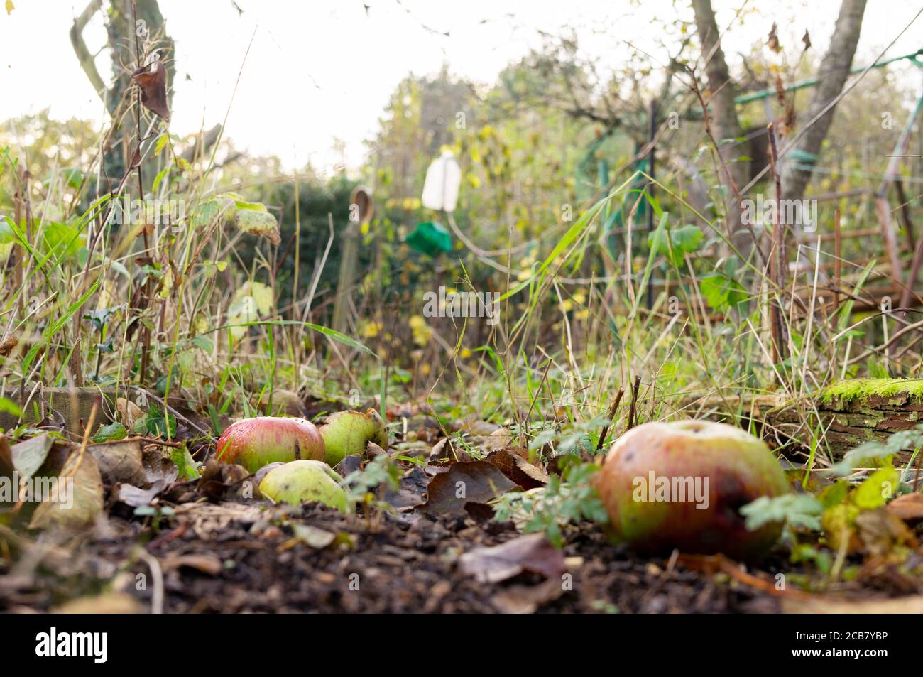 Old fallen apples on the ground hi-res stock photography and images - Alamy