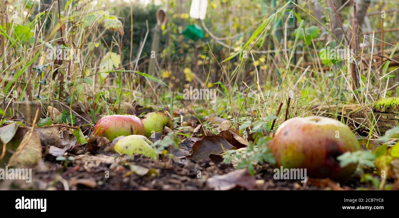 Old fallen apples on the ground hi-res stock photography and images - Alamy