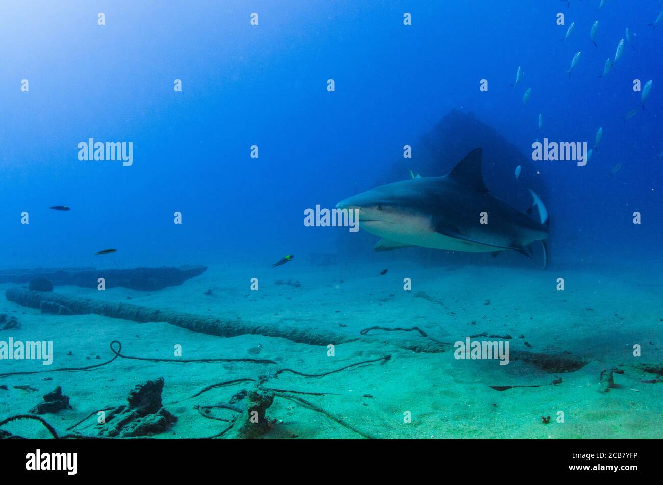 Bull Shark (Carcharhinus leucas). reefs of the Sea of Cortez, Pacific ...