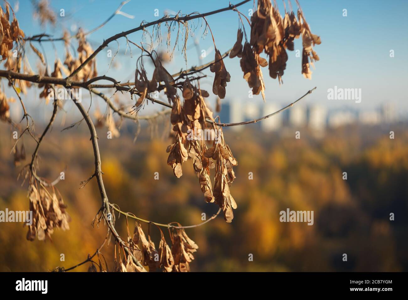 Dry brown catkins hanging on a tree branch among autumn forest Stock ...