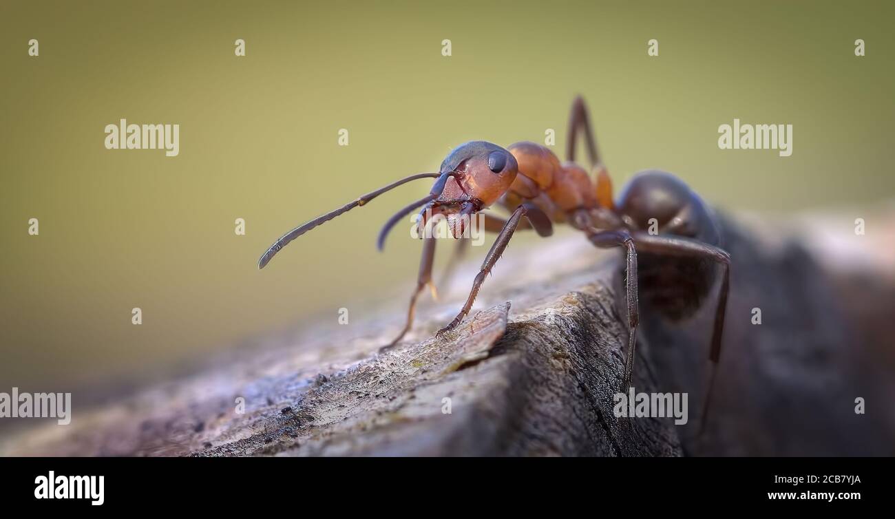 Real ant view in close up for Macro Photography, the best photo Stock ...
