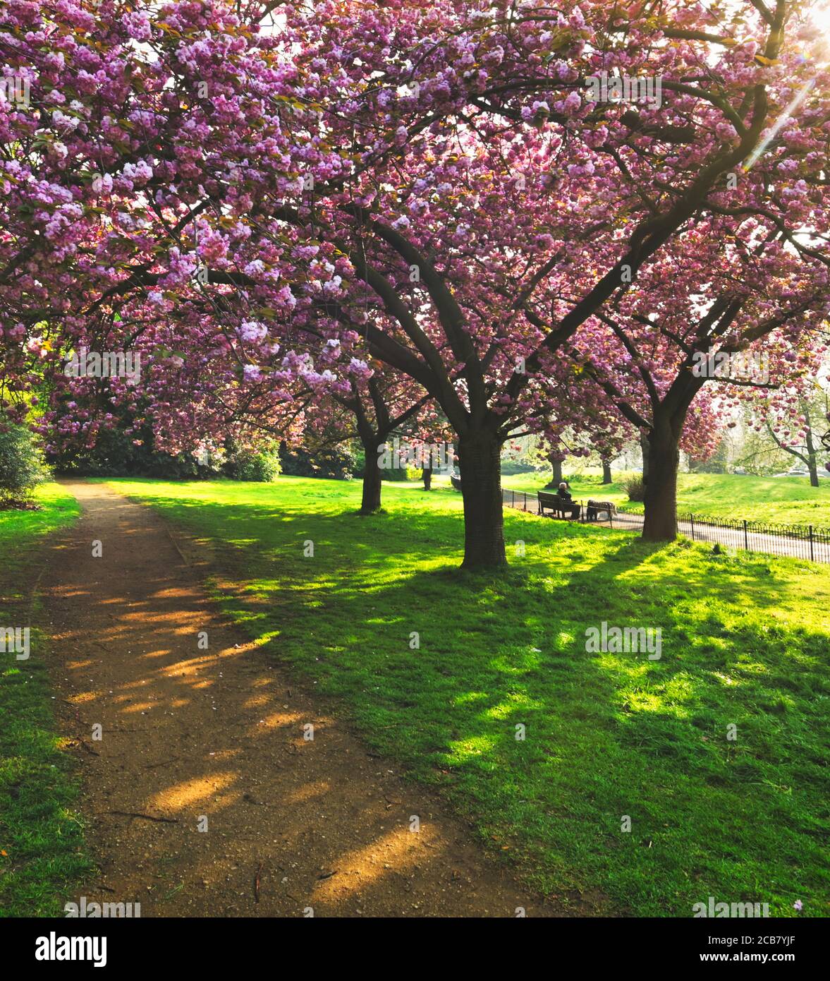 Spring in Hyde Park located in Central London, UK Stock Photo - Alamy