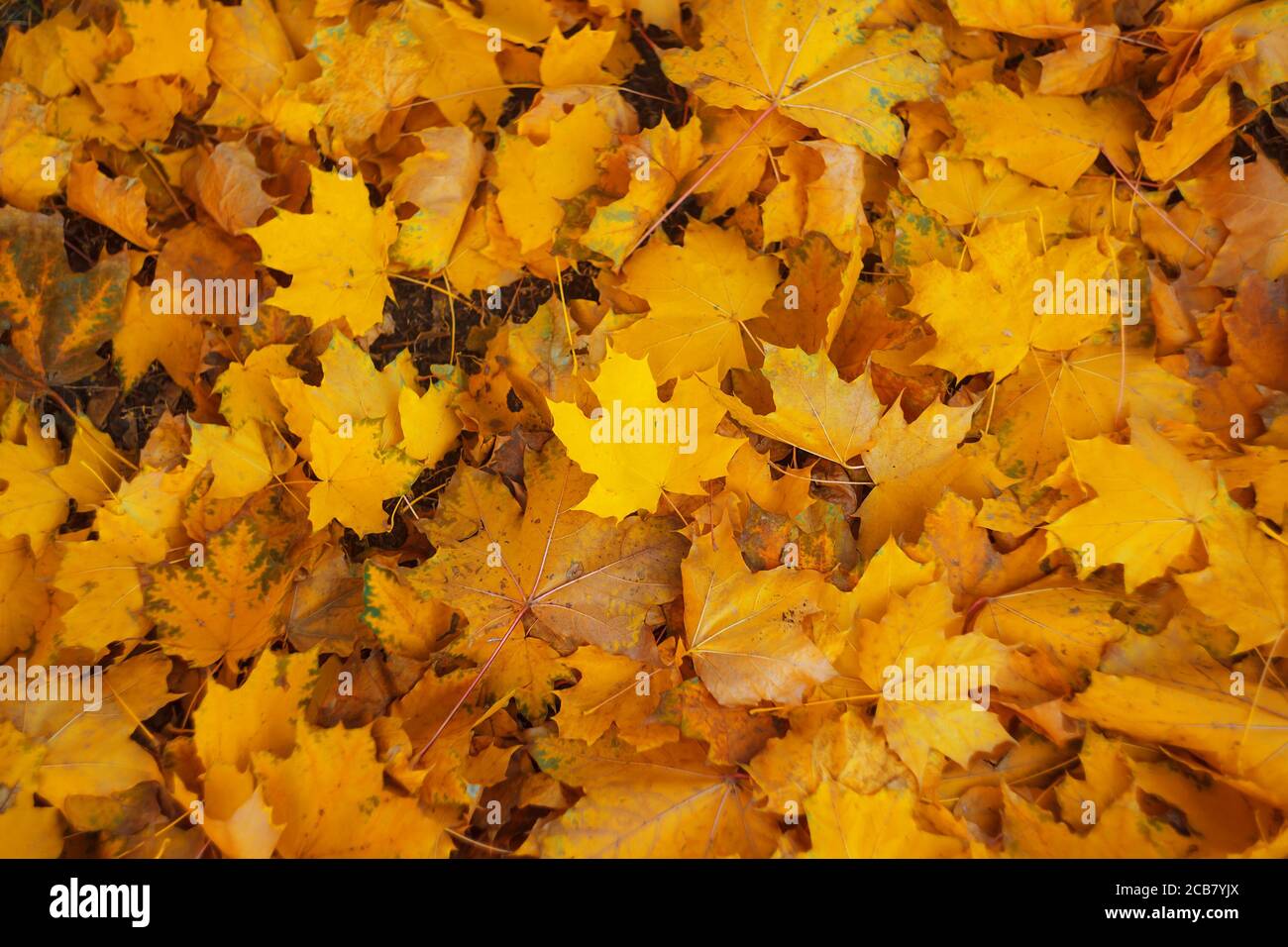 Scattered leaf pattern hi-res stock photography and images - Alamy