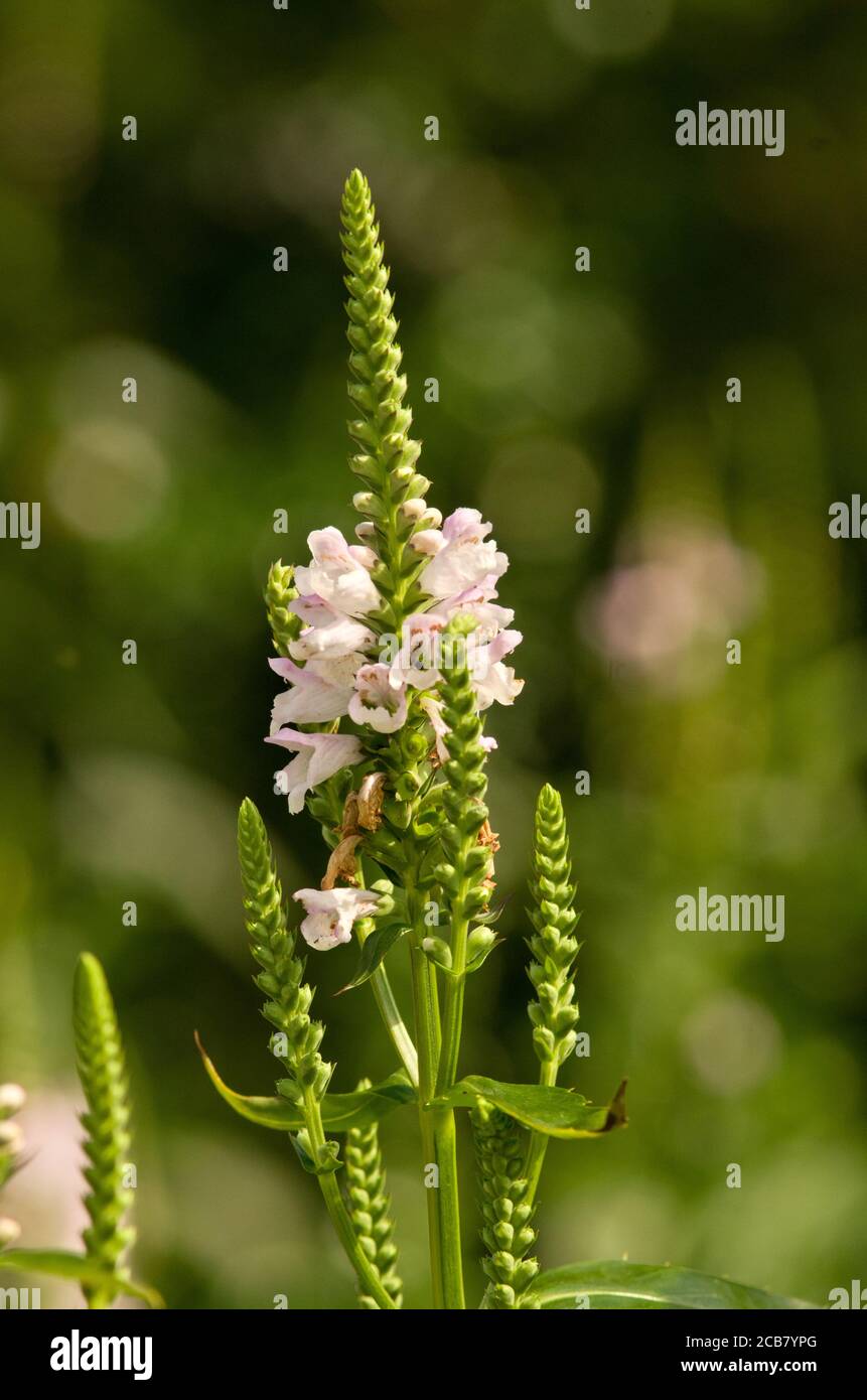 Physostegia virginiana hi-res stock photography and images - Alamy