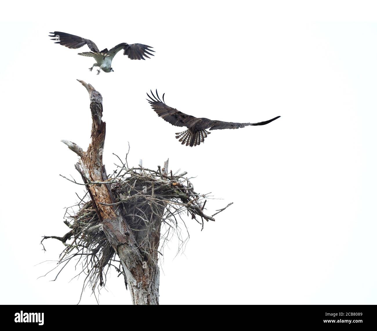 Osprey in tree Cut Out Stock Images & Pictures - Alamy