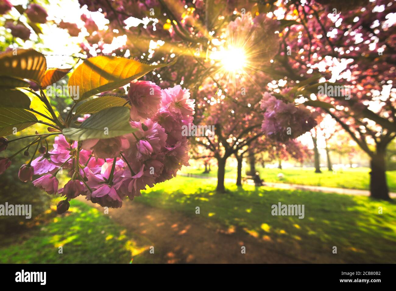 Hyde park beautiful spring hi-res stock photography and images - Alamy
