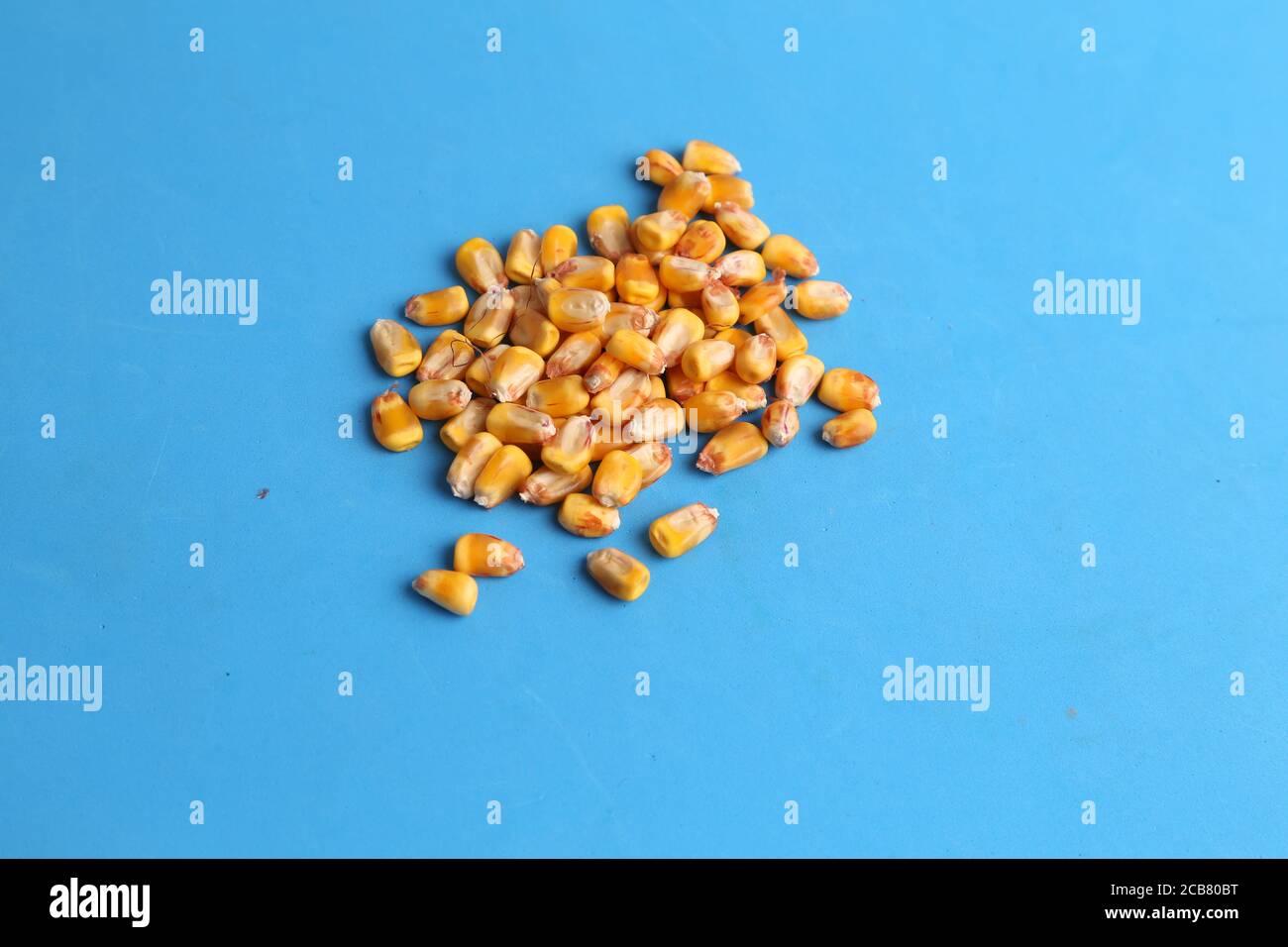 Bunch of grain corn on a blue surface Stock Photo - Alamy