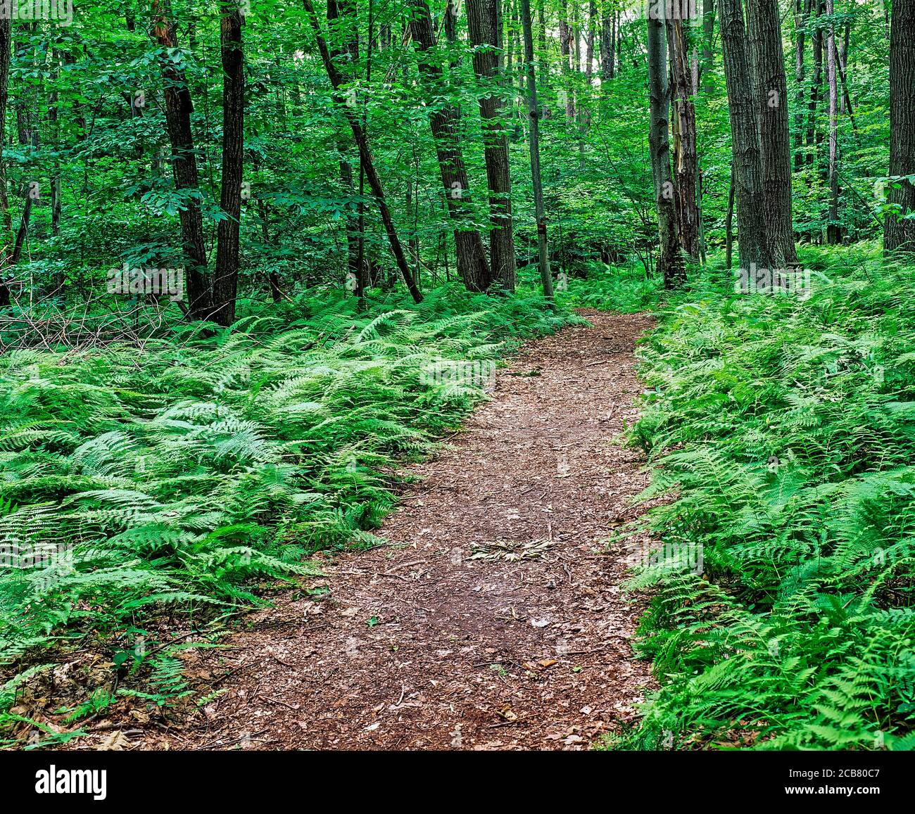 Path though woods in Western New York State in the United States Stock ...