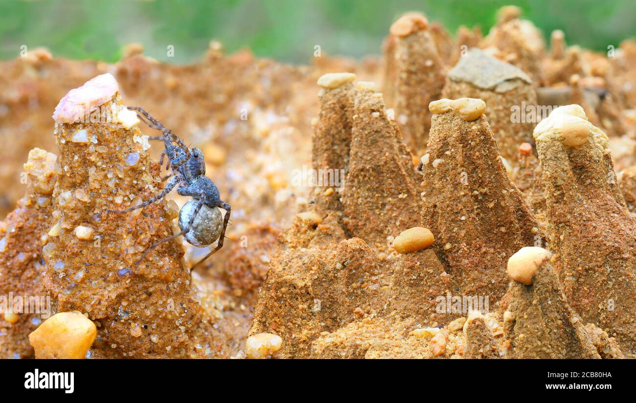 Focus Stacked Panorama of a Female Spider with Egg Sack in a Fairy Tale ...