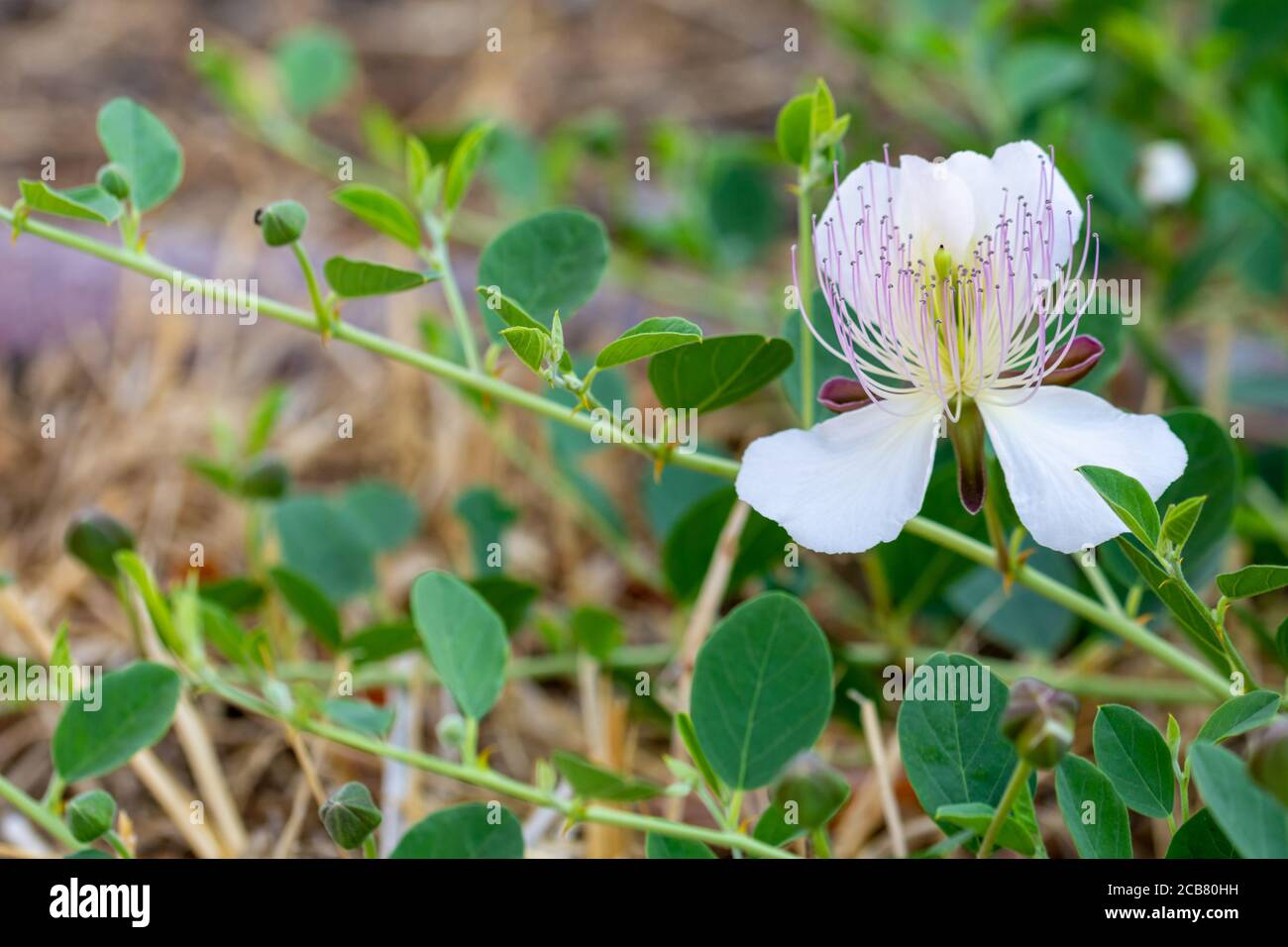 Caper flower hi-res stock photography and images - Alamy