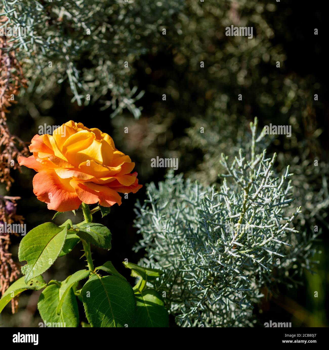 Orange roses in the garden among pine branches Stock Photo - Alamy