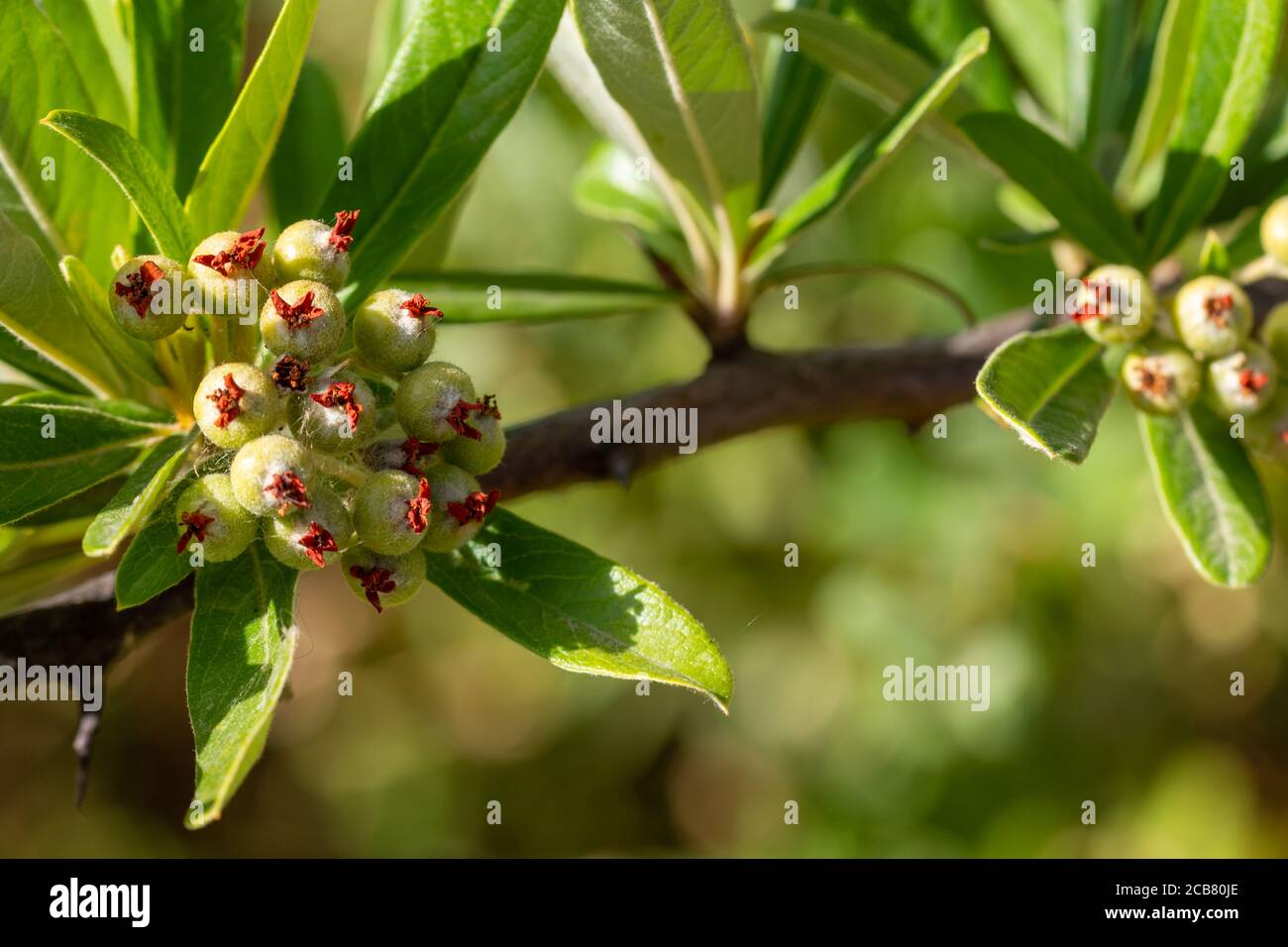 Small green fruits hi-res stock photography and images - Alamy