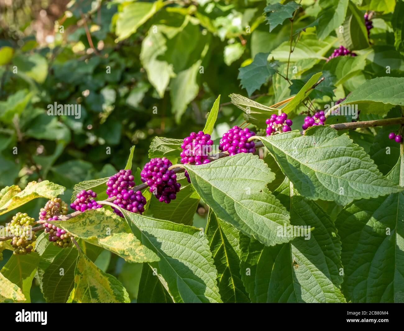 American Beauty Berry) growing in Oscar Sherer State Park in Osprey ...