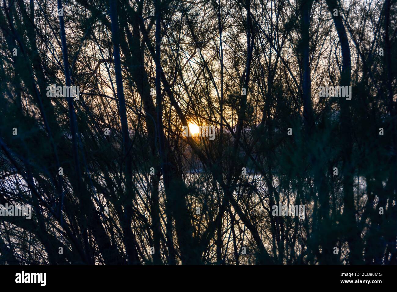 Sun on sunset through pine hi-res stock photography and images - Alamy