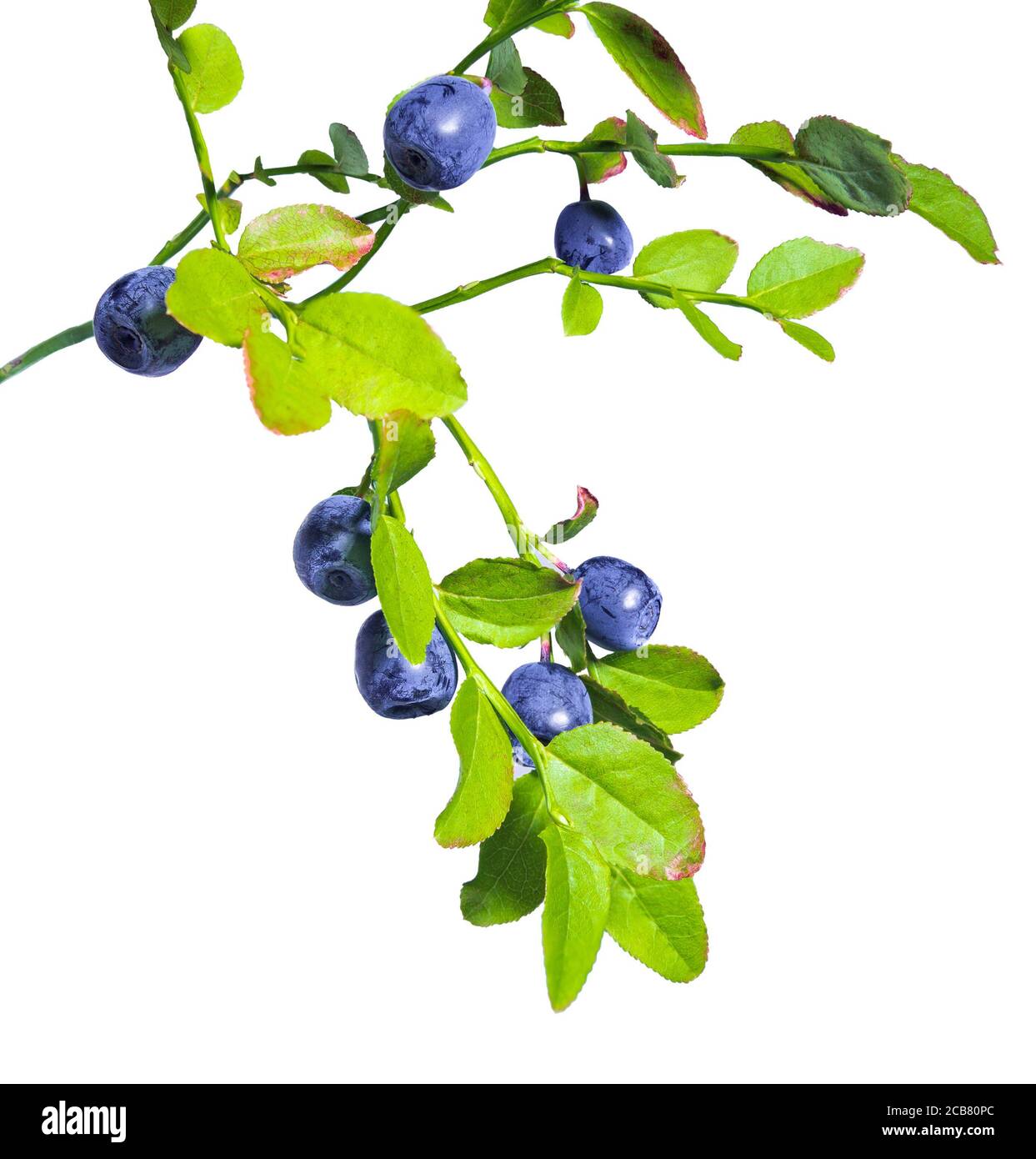 Blueberry isolated. Wild blueberries branch isolated on white ...