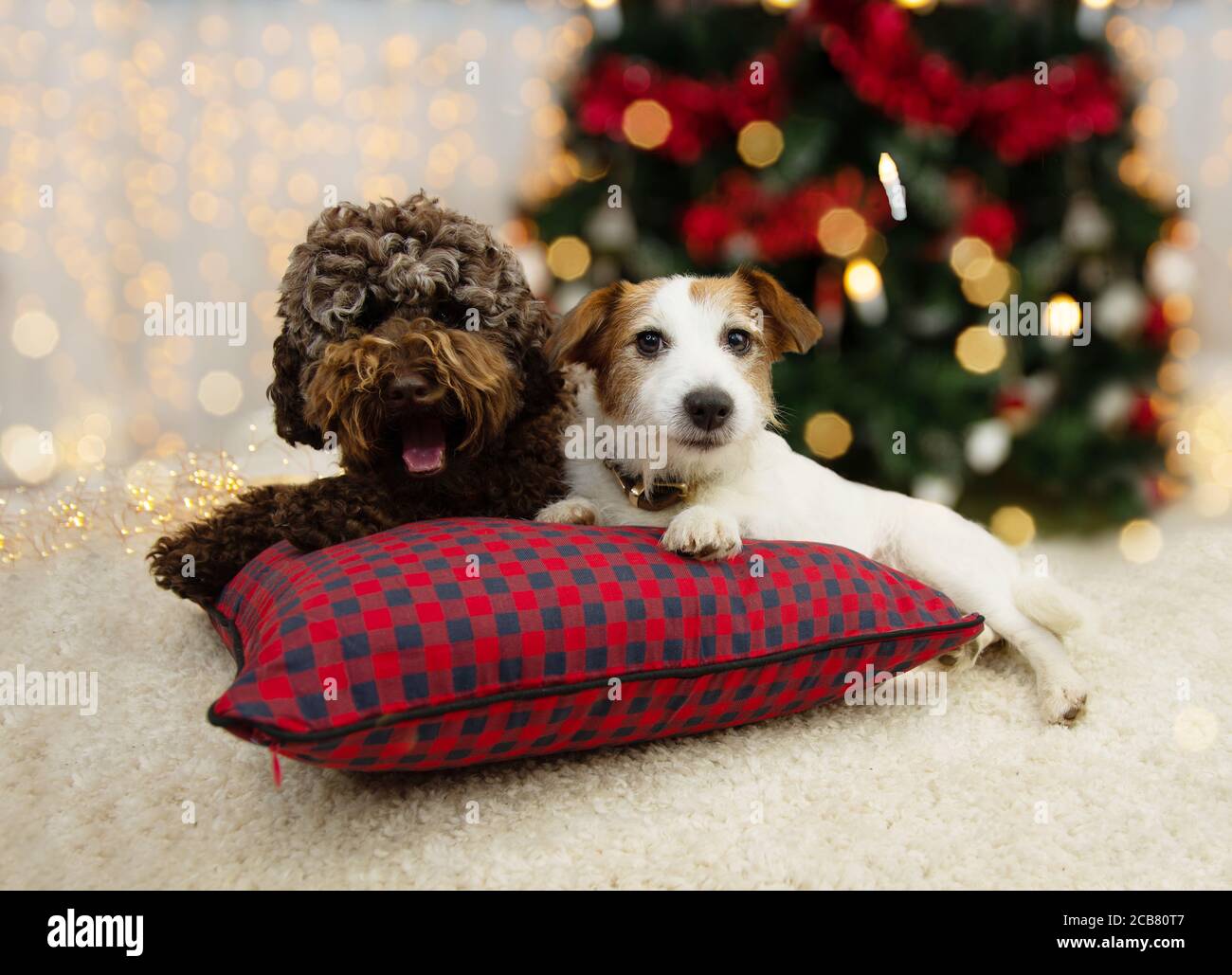 Two cute dogs under christmas tree lights. Jack russell and poodle over ...