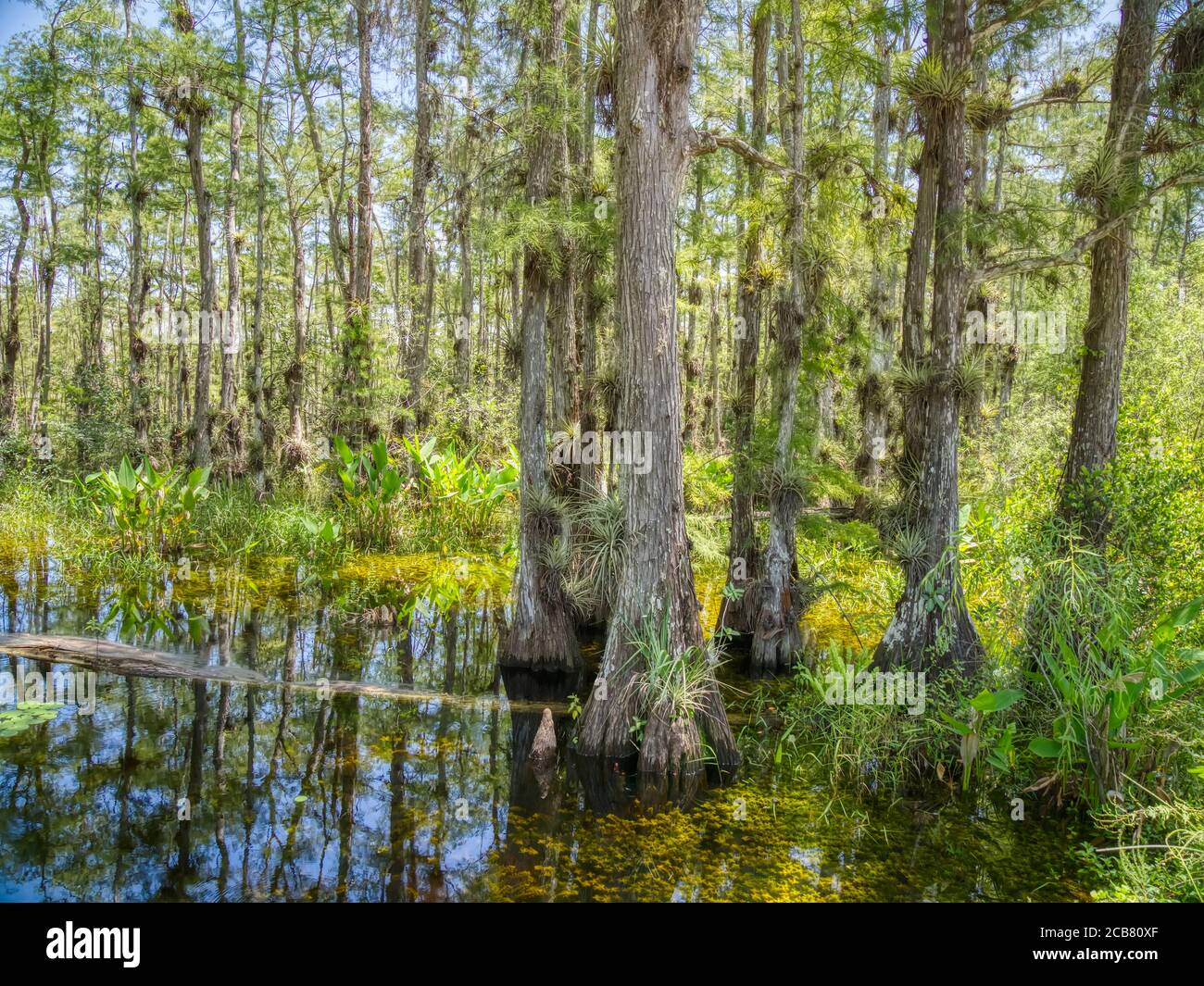 Tropical swamp hi-res stock photography and images - Alamy