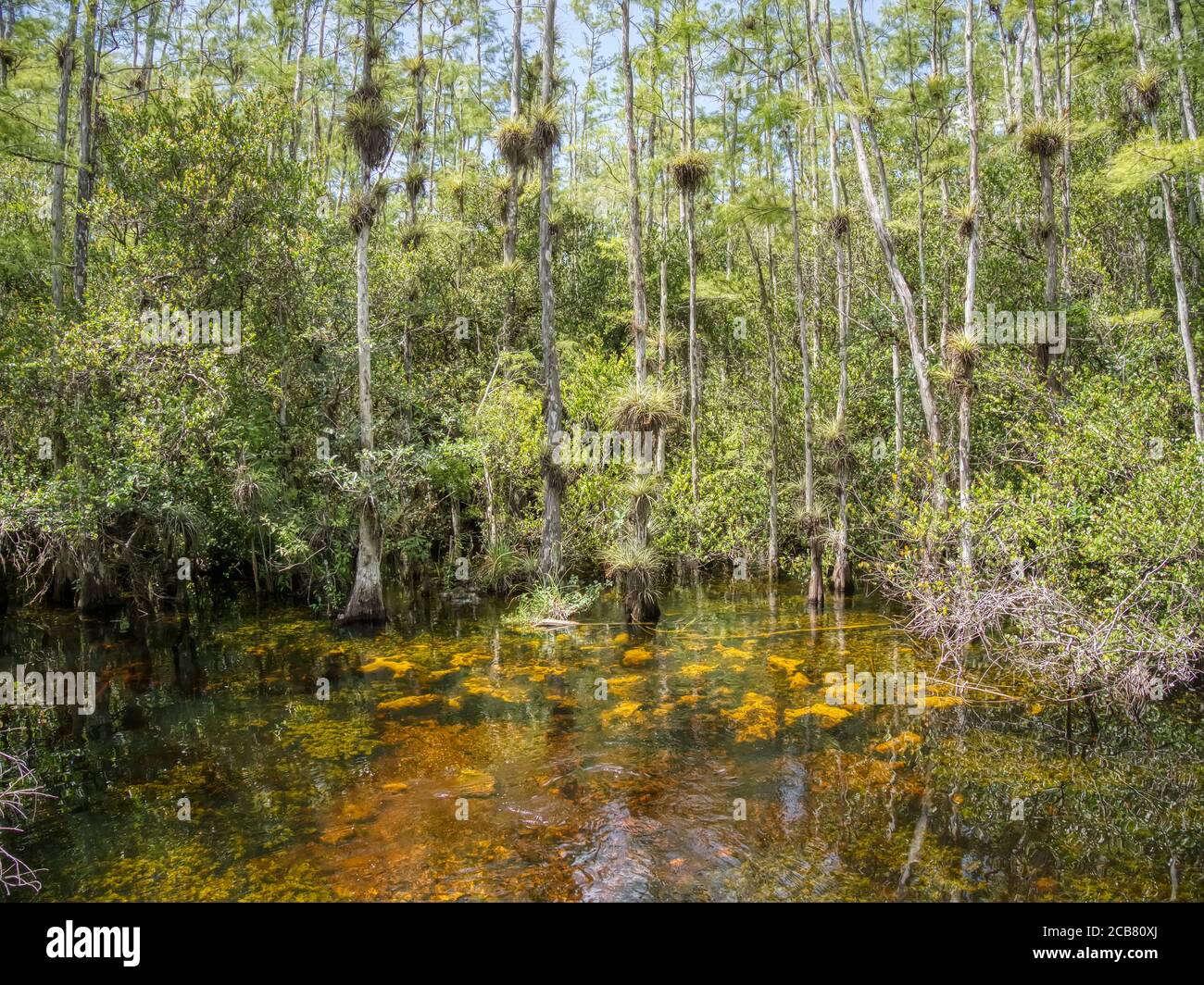 Cypress trees in swamp in Sweetwater Slough on Loop Road in Big Cypress ...