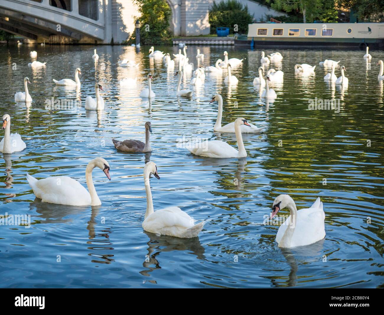 Bevy of Swans, Reading Bridge, River Thames, Reading, Berkshire ...