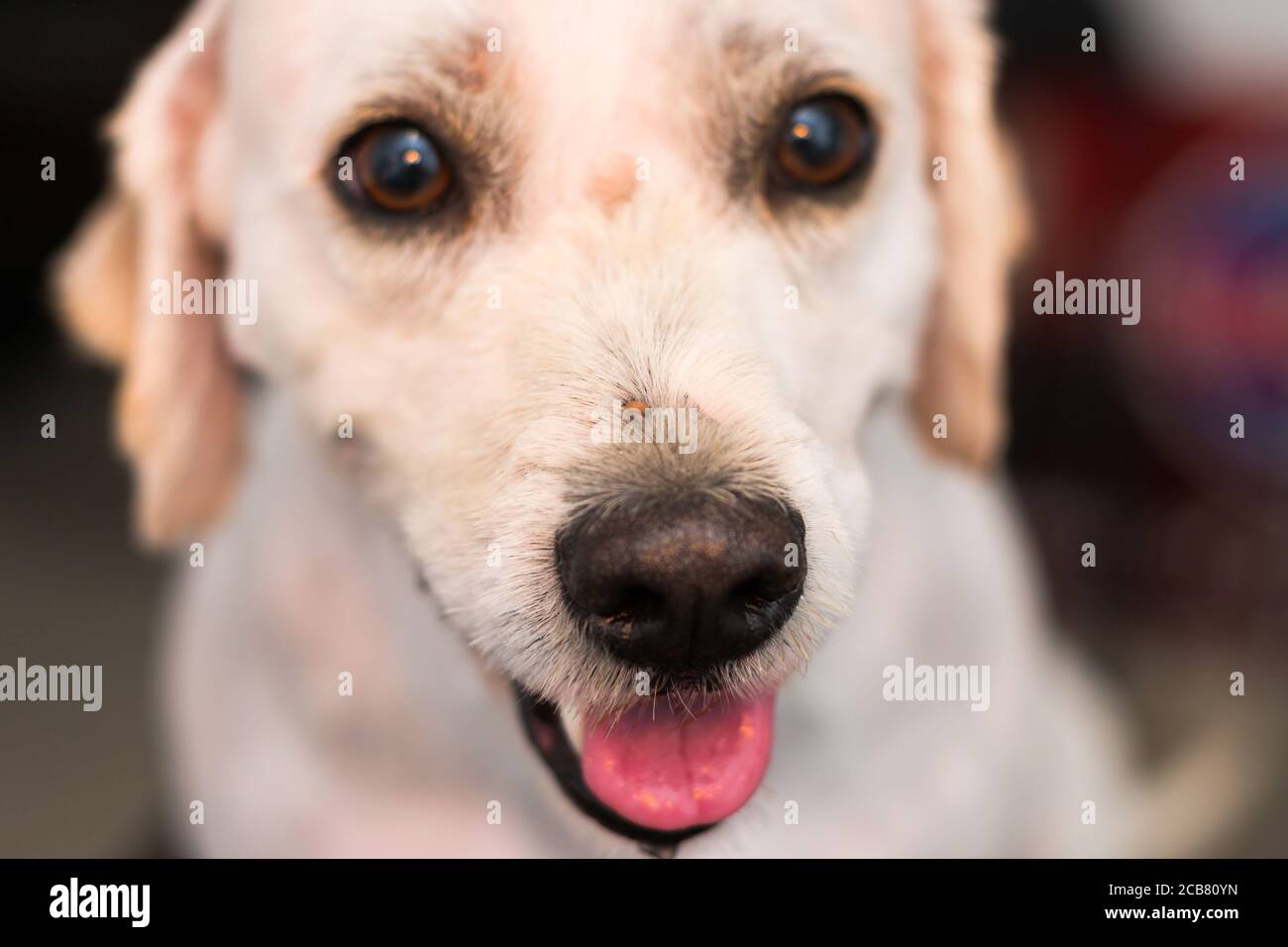 adult dog mixed breed with a small tick on his nose at the veterinary ...