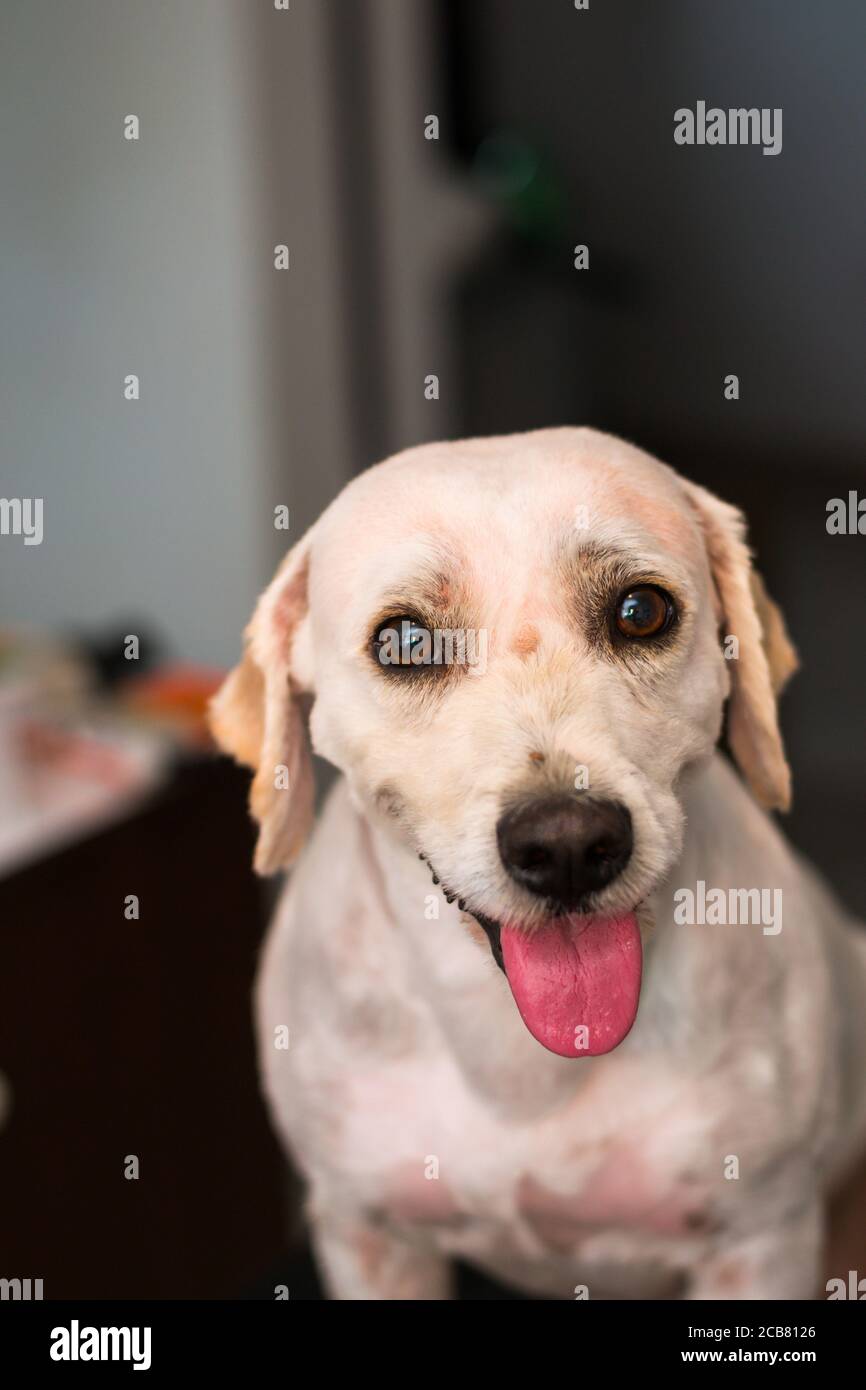 adult dog mixed breed with a small tick on his nose at the veterinary ...