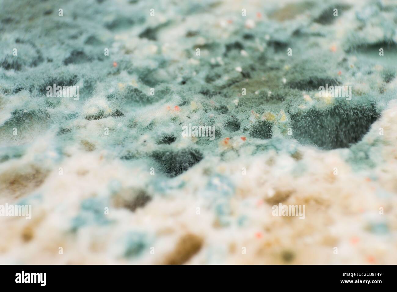 Saprophytic fungi hi-res stock photography and images - Alamy