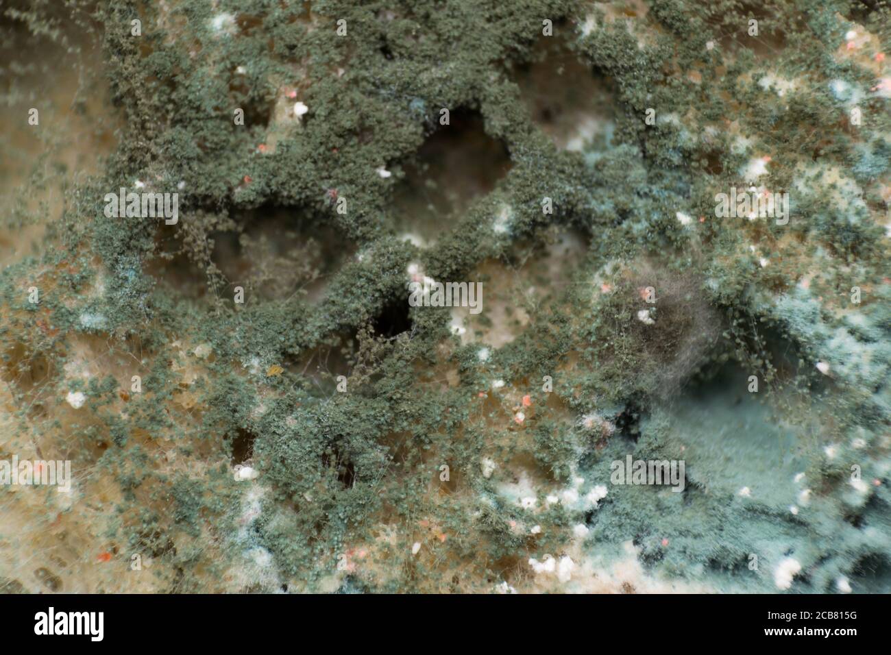 Rhizopus (bread mold) is a genus of common saprophytic fungi, macro ...