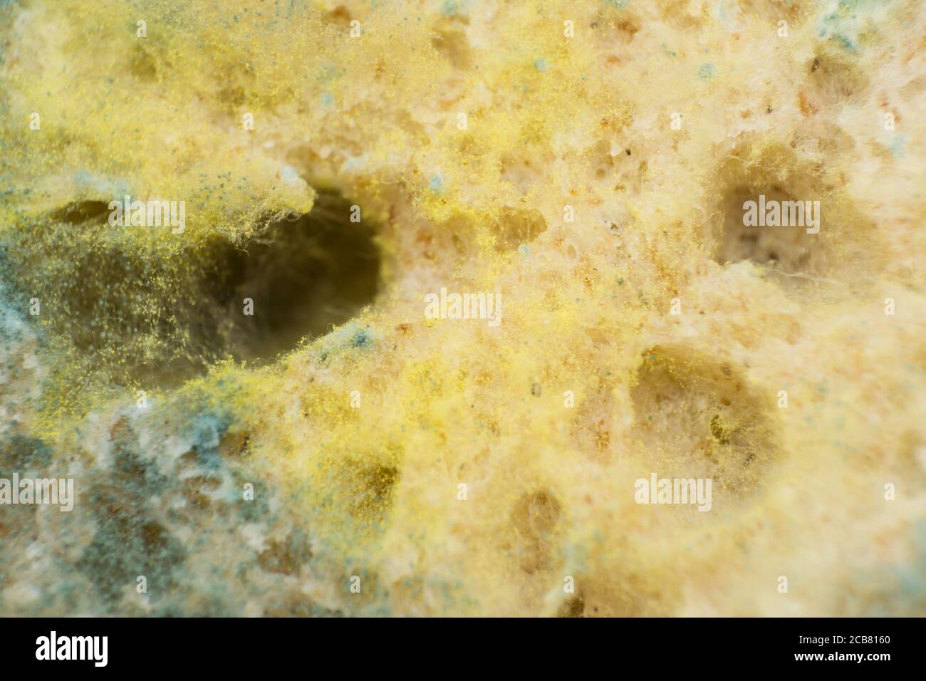 Rhizopus (bread mold) is a genus of common saprophytic fungi, macro ...