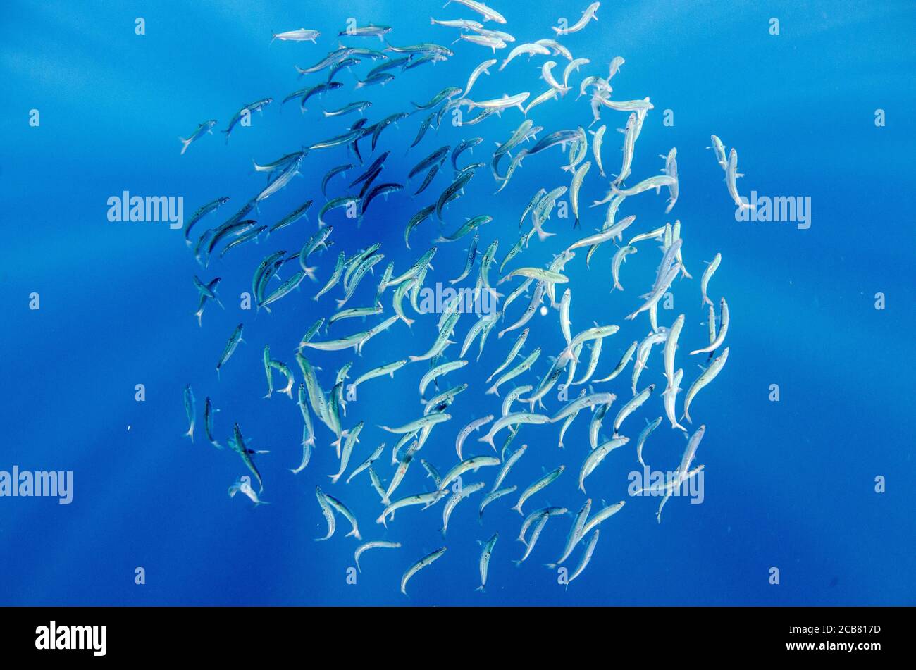 Bait ball of sardines and Mackerel in Magadalena Bay, Baja California ...