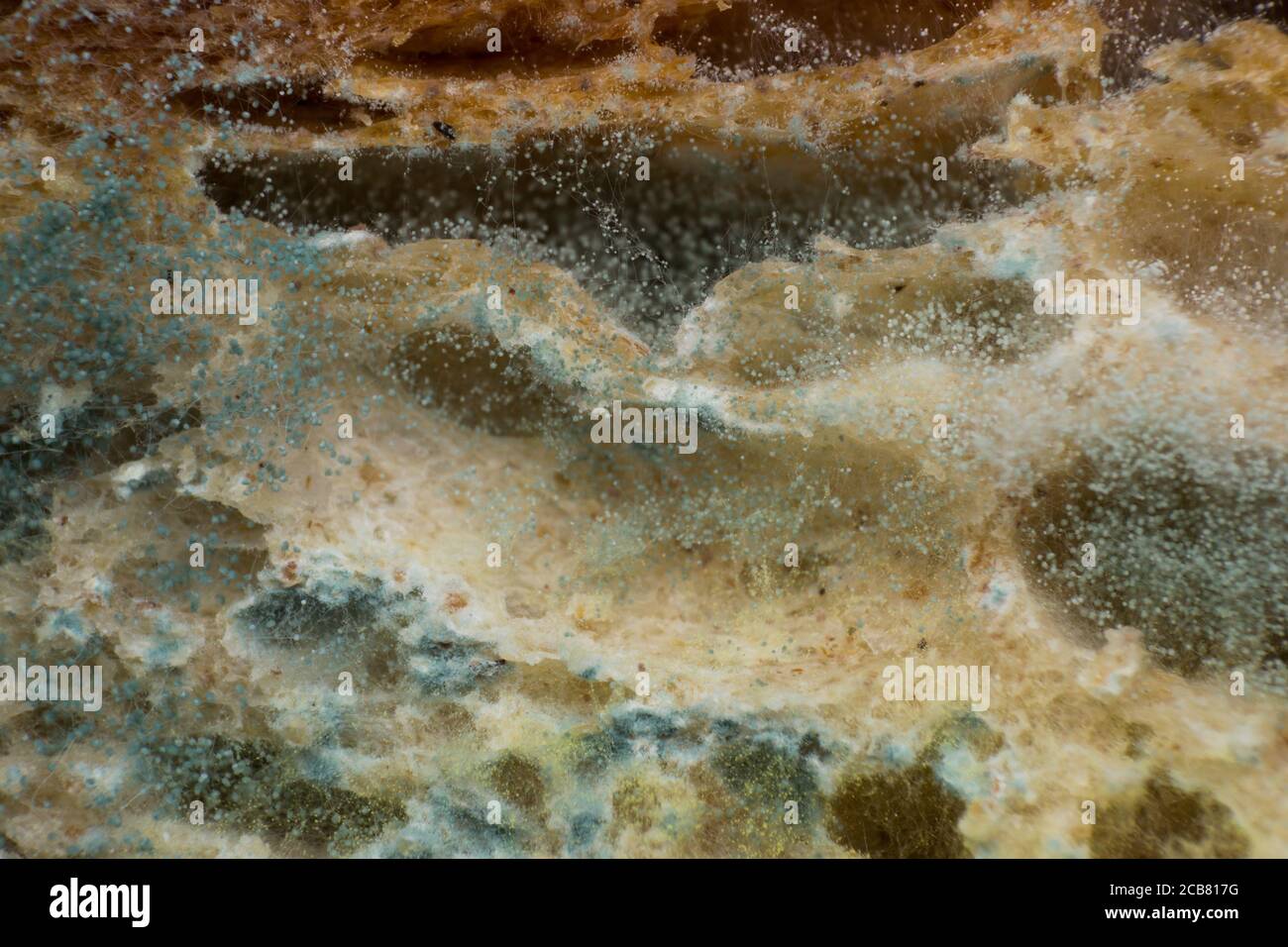 Rhizopus (bread mold) is a genus of common saprophytic fungi, macro ...