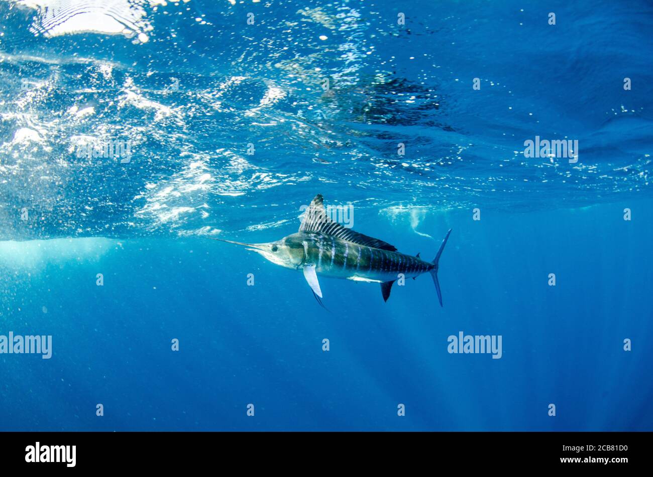 Stripped marlin hunting and feeding in a baitball in Magdalena Bay ...