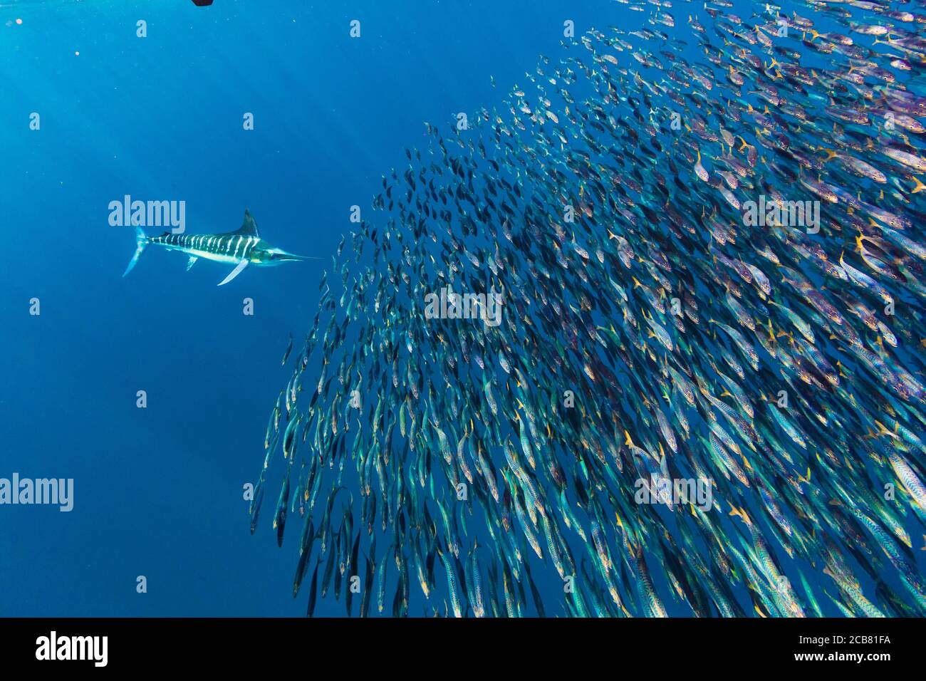 Stripped marlin hunting and feeding in a baitball in Magdalena Bay ...
