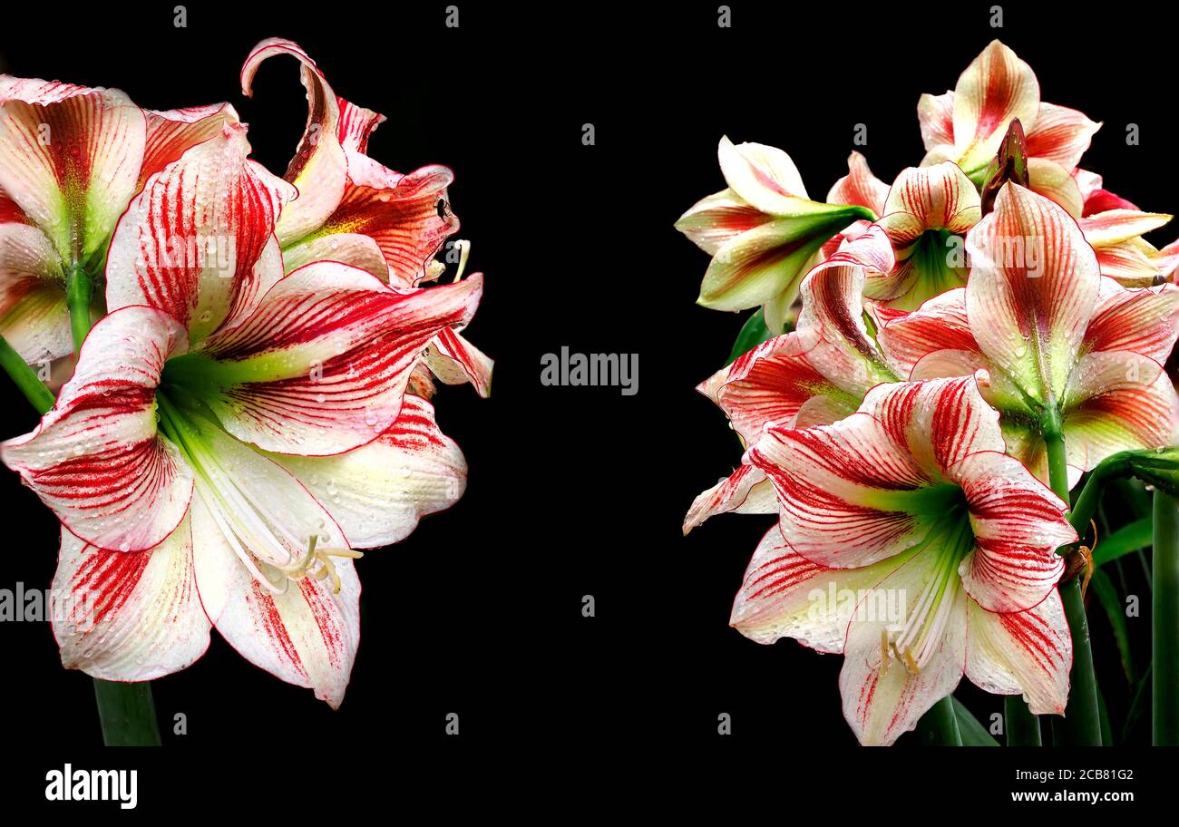 Red and white amaryllis hi-res stock photography and images - Alamy