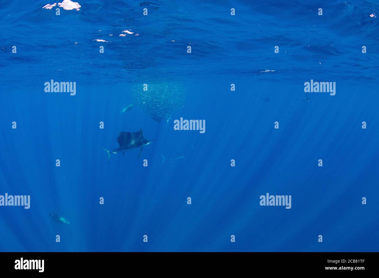 Sailfish and marlins hunting and feeding on a baitball, Magdalena Bay ...